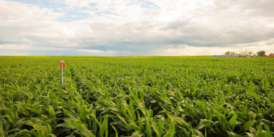 Subsurface Drip Irrigation - Southern Irrigation
