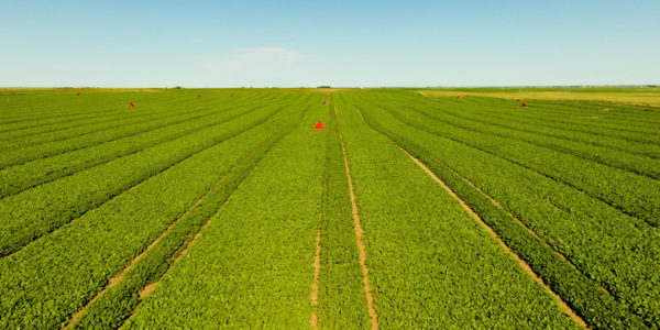 Subsurface Drip Irrigation - Southern Irrigation