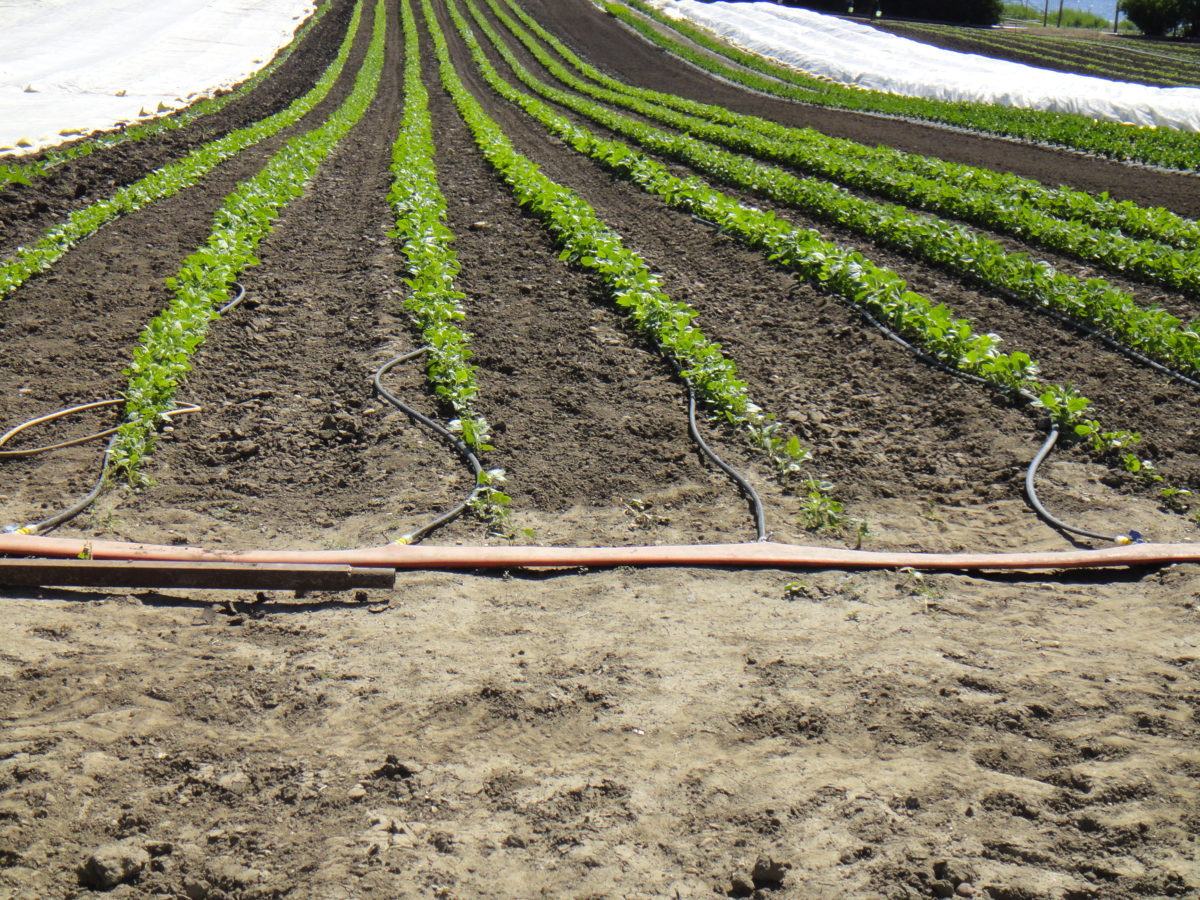 Picture Gallery | Southern Irrigation