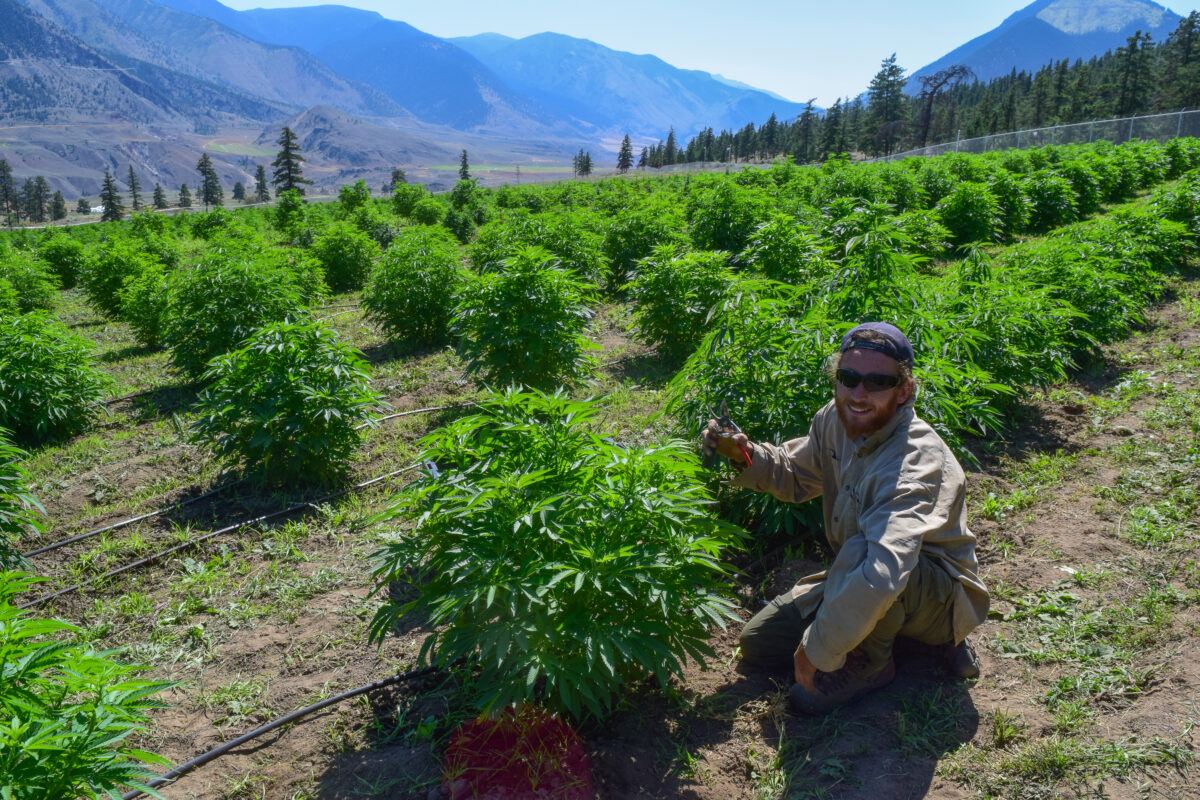 Improve Hemp and CBD Quality with Drip Irrigation - Southern Irrigation