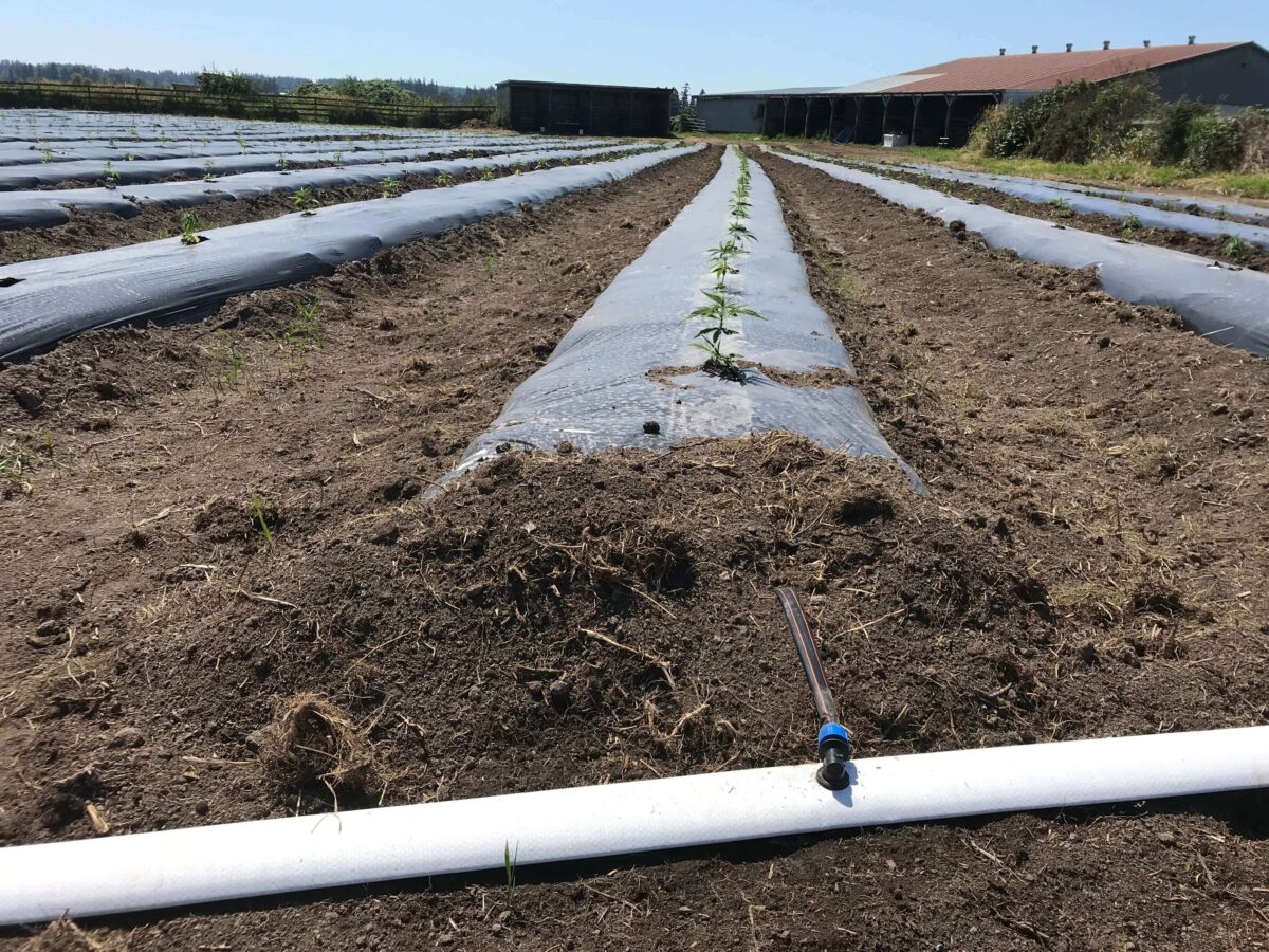 Improve Hemp and CBD Quality with Drip Irrigation - Southern Irrigation
