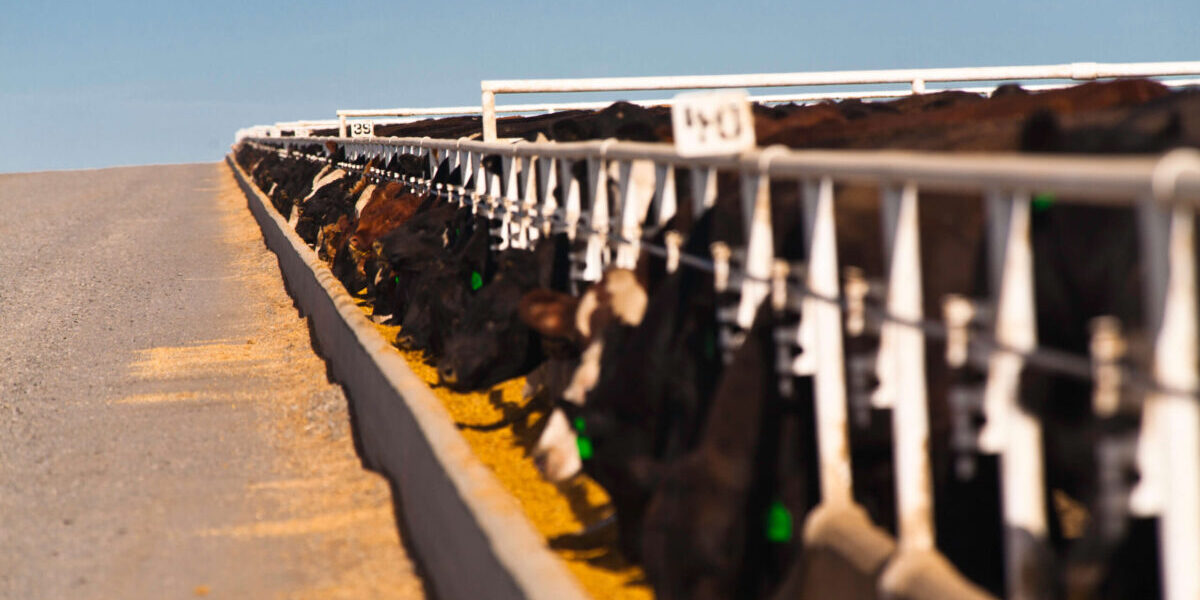 How to Build a Feedlot Water Management System - Southern Irrigation